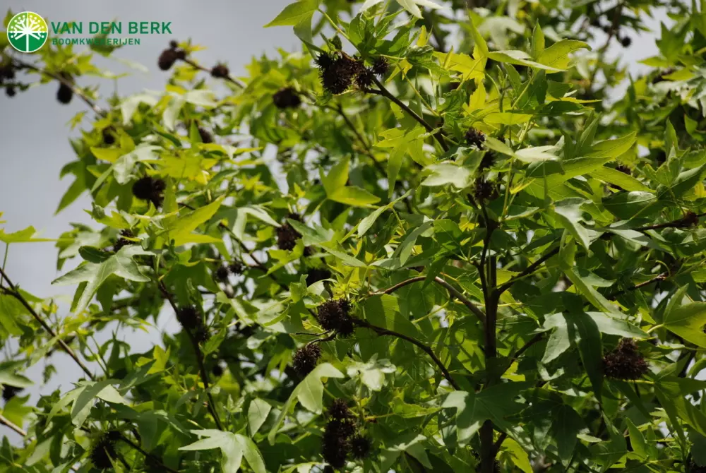 Van den Berk | Liquidambar styraciflua 'Worplesdon' - NOA Outdoor